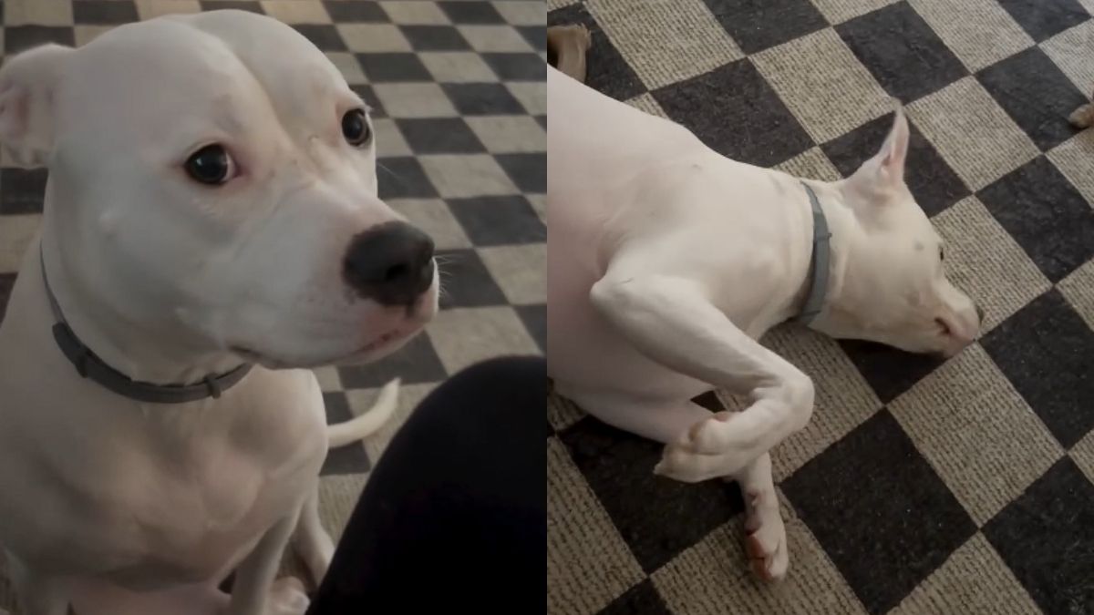 Video: Dog Gets ‘Mad’ at Owner for This Hilarious Reason - DogTime