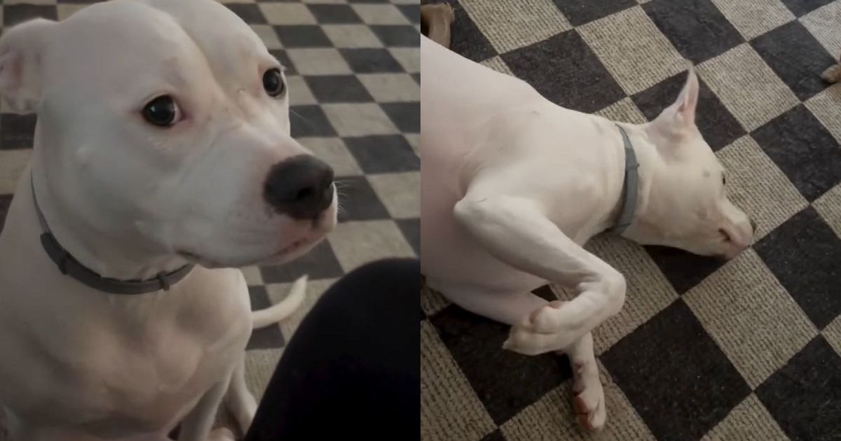Video: Dog Gets ‘Mad’ at Owner for This Hilarious Reason - DogTime