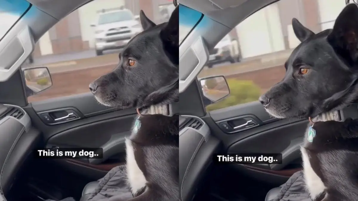 Dog Takes Riding in the Car Very Seriously in This Video - DogTime
