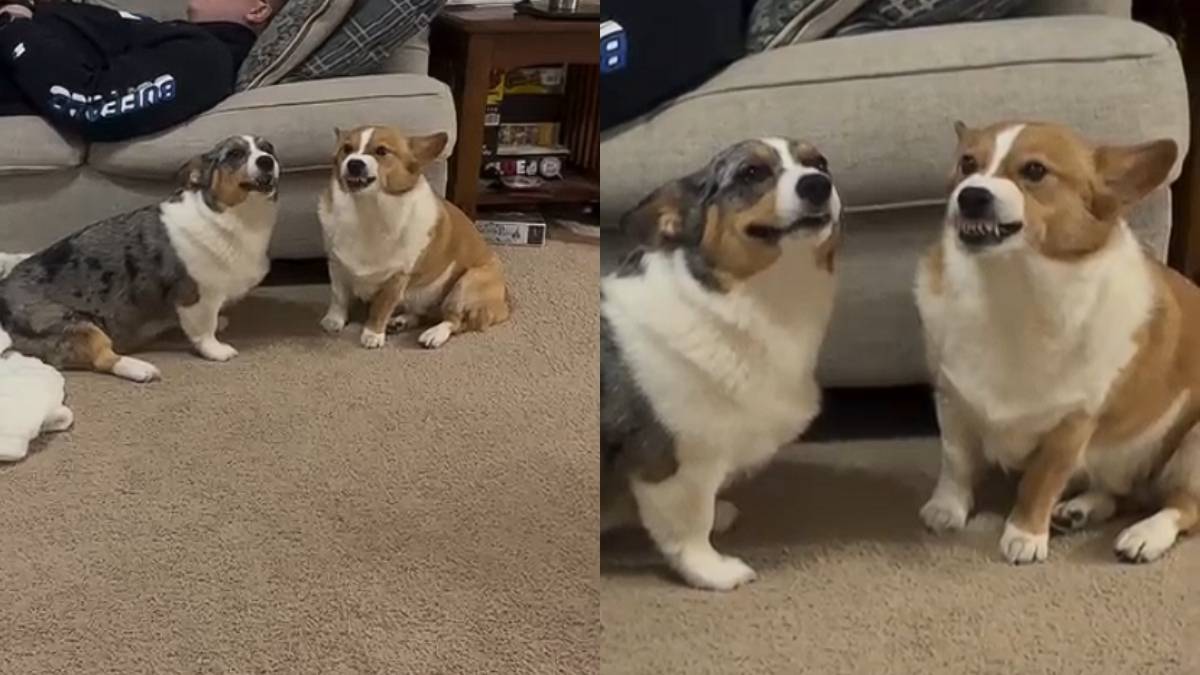 Video: Dogs Exhibit a 'Love-Hate Relationship' With Just Their ...