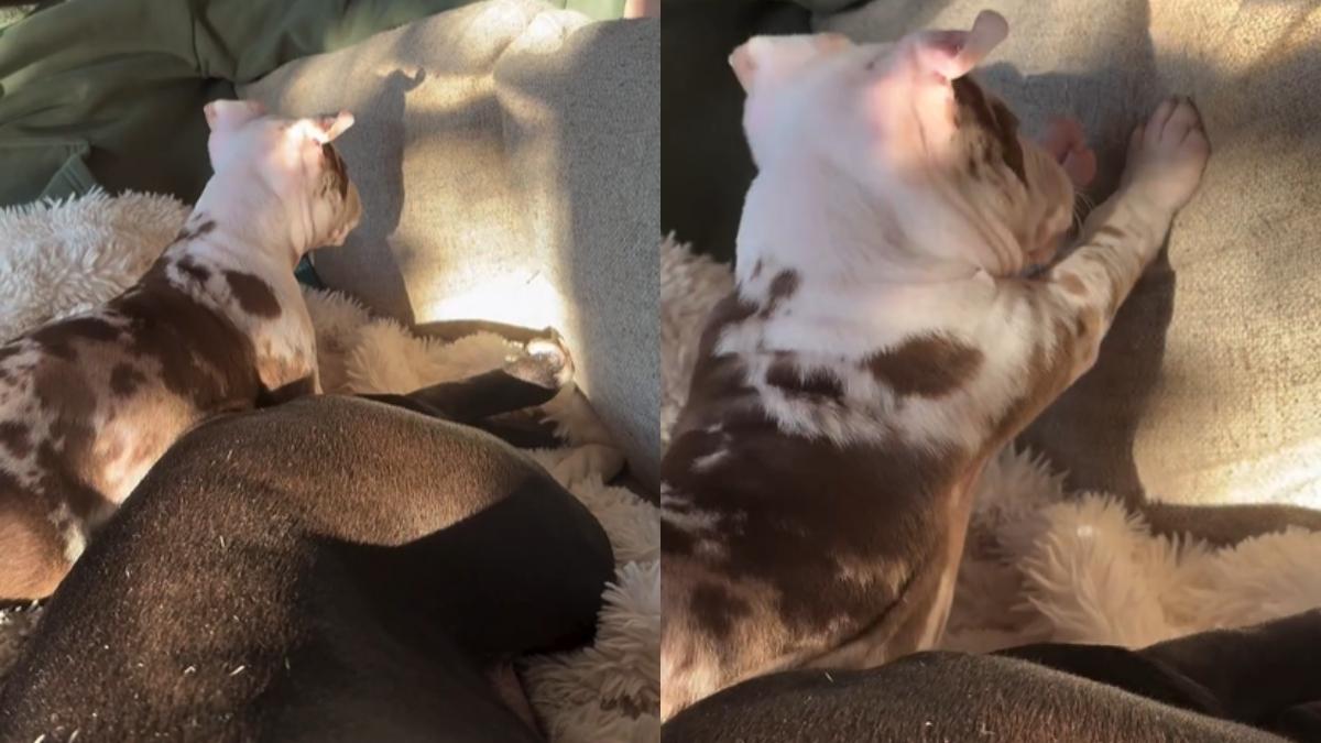Foster Pit Bull Puppy Discovers His Shadow in Adorable Video - DogTime