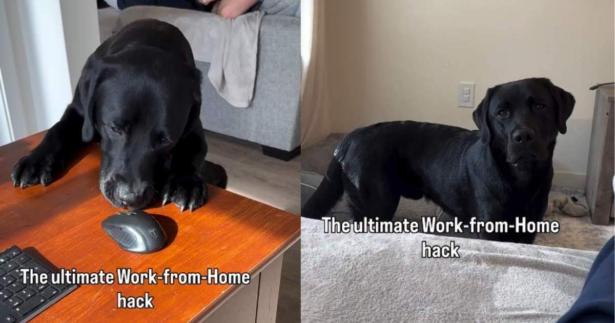 Video: Dog Dad Turns Labrador Into Secret Work From Home Hack - DogTime