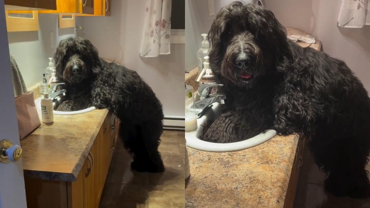 Dog Unapologetically Takes Over Mom’s Sink in Funny Video - DogTime