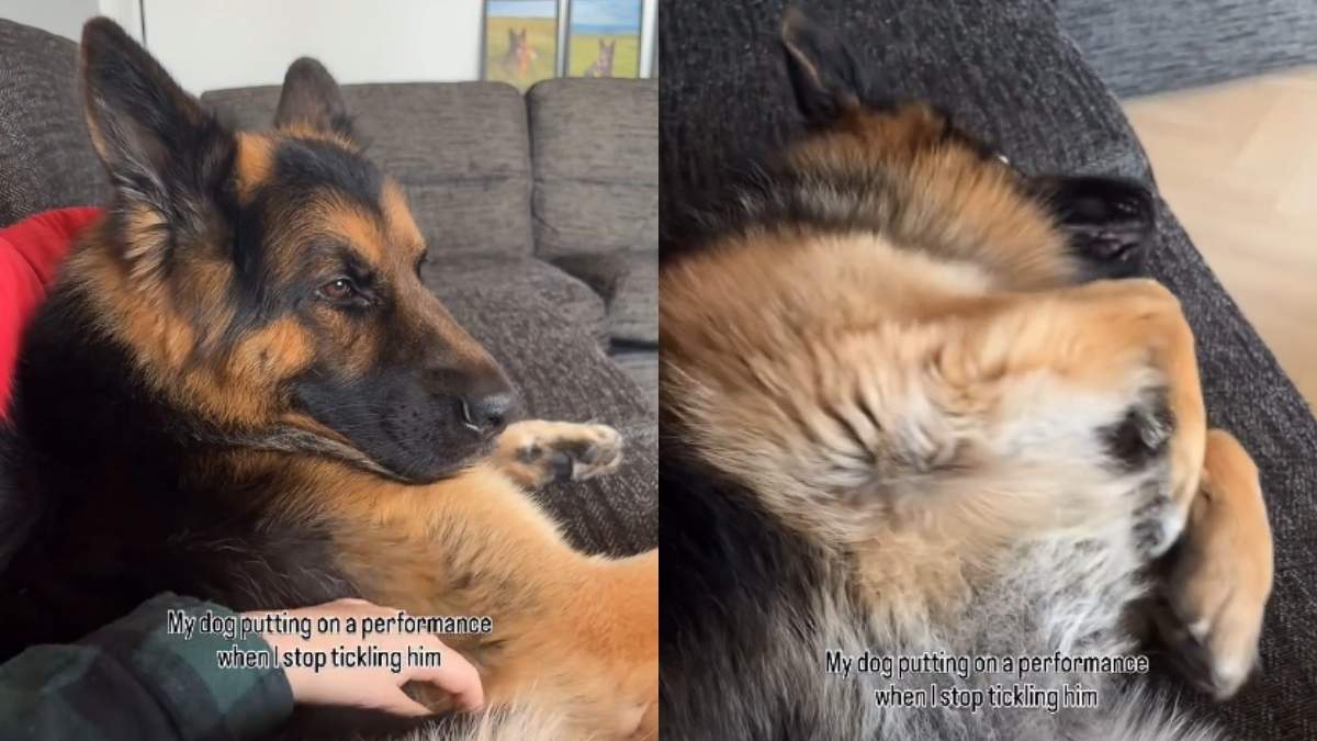 Video: Dog Puts on a 'Performance' When Owner Stops Tickling Him - DogTime