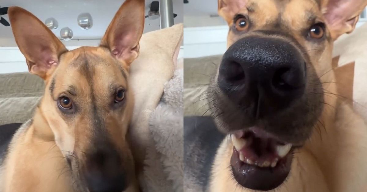 Rescue Puppy Gets Tricked Into Getting Booped in a Cute Video - DogTime