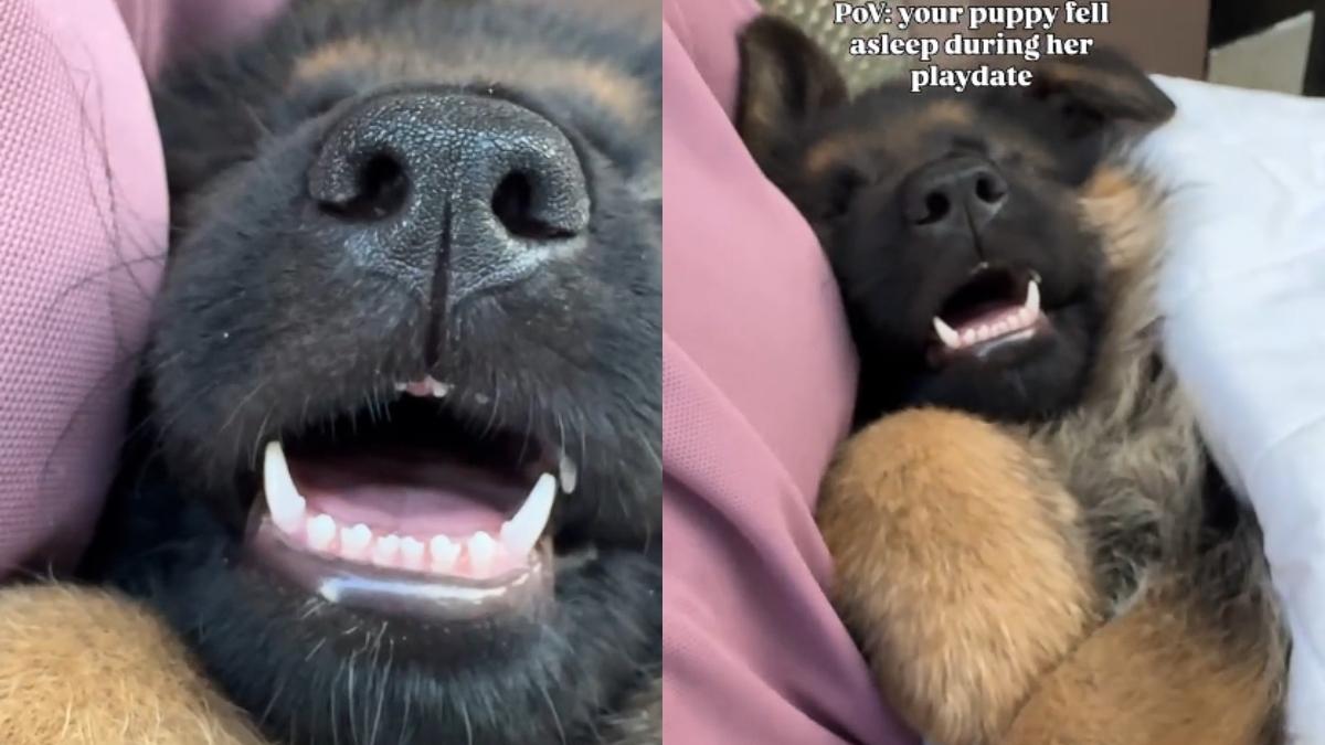 Video of Puppy Falling Asleep During Play Date Is Too Adorable To Miss ...
