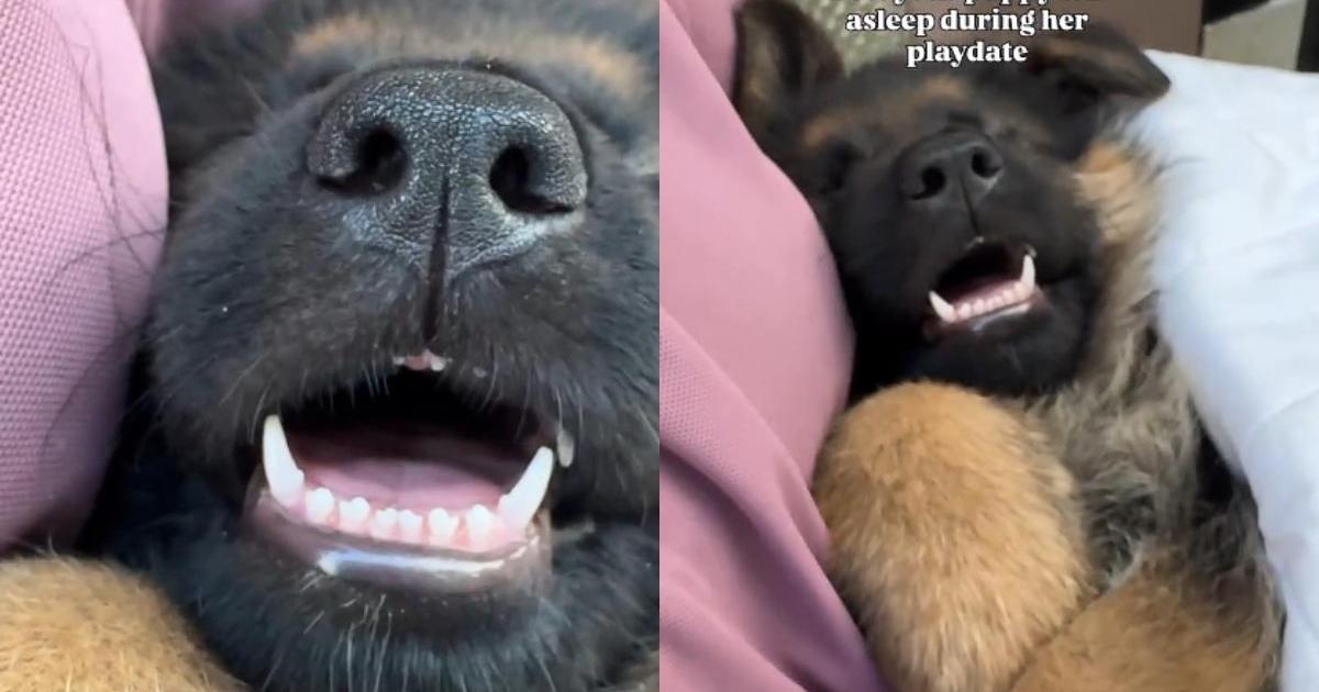 Video of Puppy Falling Asleep During Play Date Is Too Adorable To Miss ...