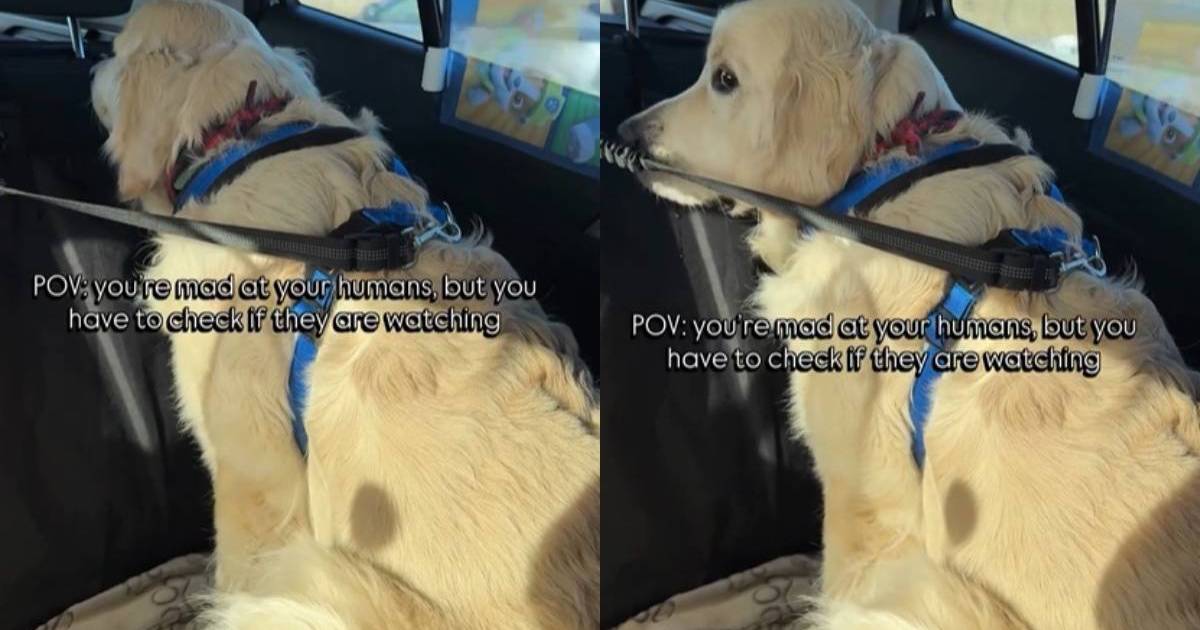 Video: Golden Retriever Is Angry at Humans but Can’t Resist Doing This ...