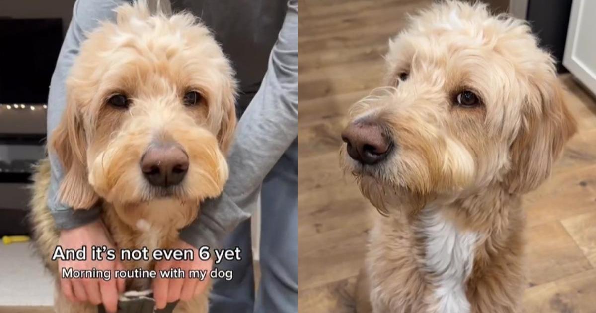 Video: Dog's Morning Routine Ends With More Rest - DogTime