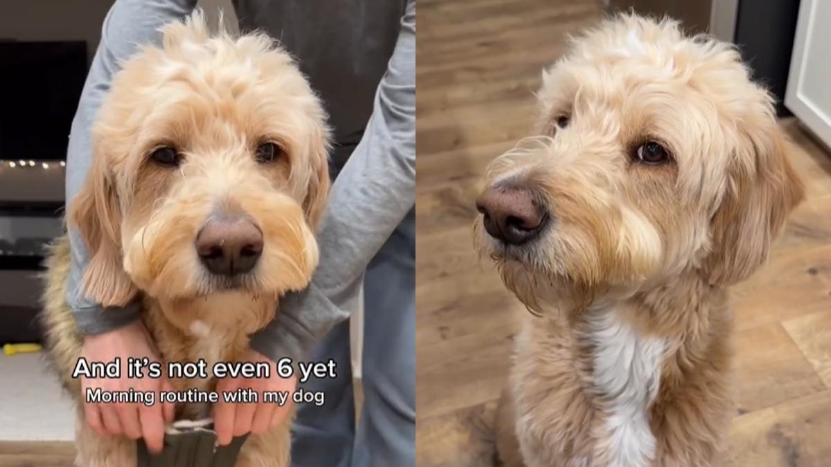 Video: Dog's Morning Routine Ends With More Rest - DogTime