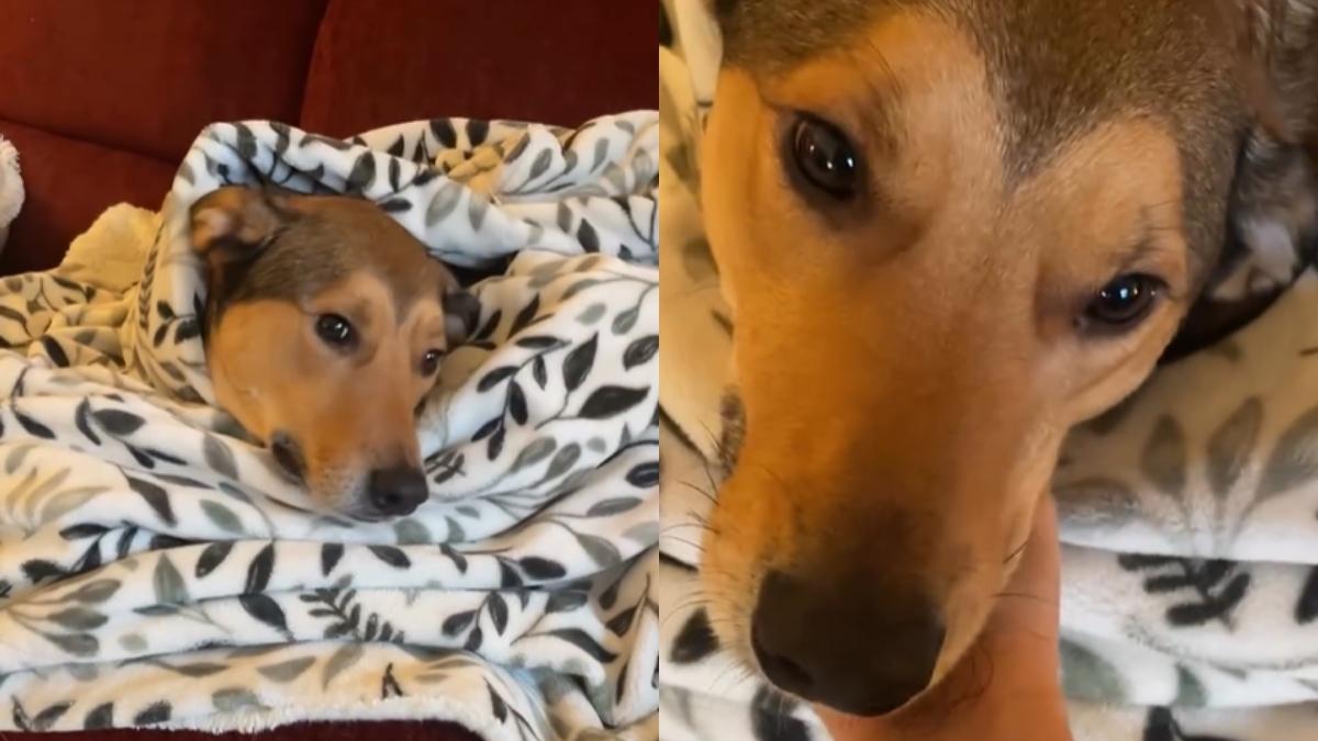 Video: Dog Makes His Demand for Head Scratches Clear to Owner - DogTime
