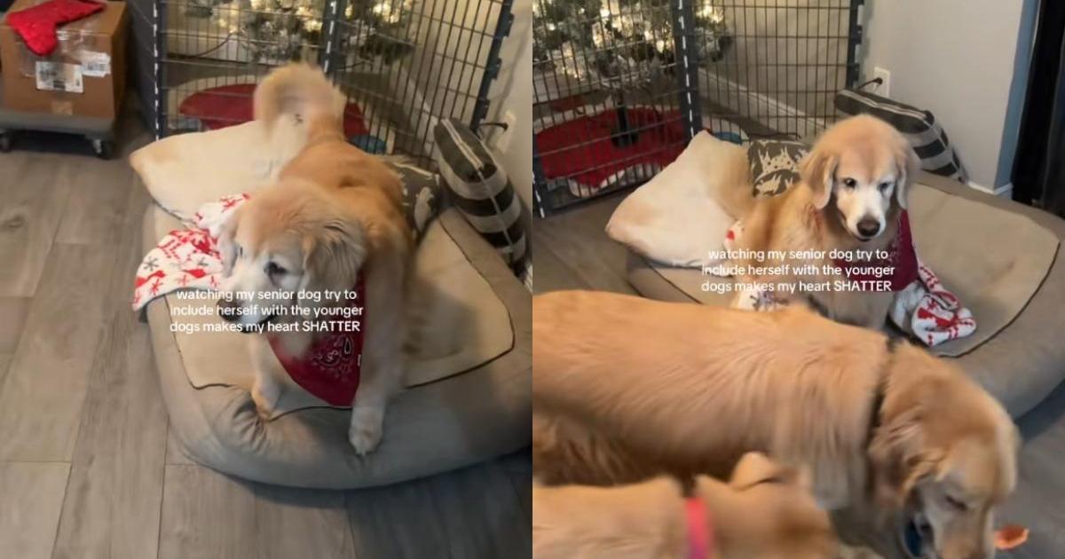 Senior Golden Retriever Tries to Keep Up With Younger Dogs in a ...