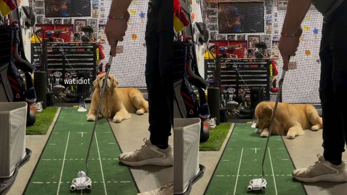 Video: Practicing Golf With Golden Retriever Ends Hilariously - DogTime