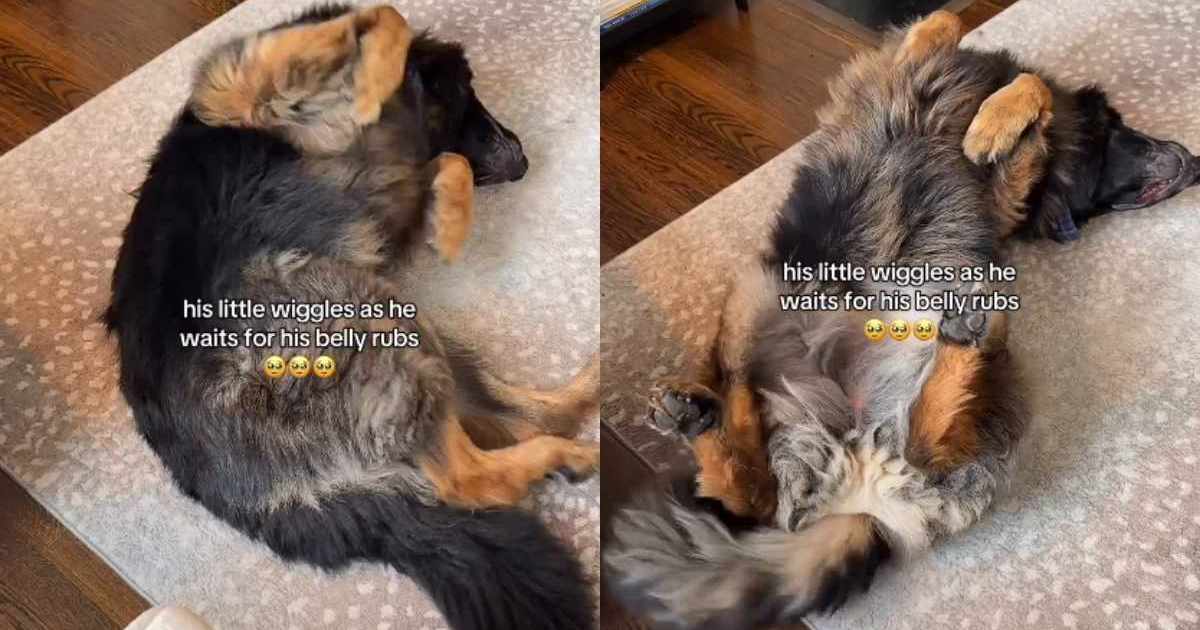 Video: Dog Wiggles His Paws While He Waits for Belly Rubs - DogTime