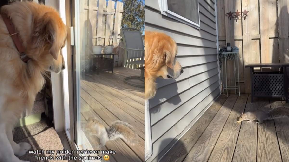 Video: Golden Retriever Makes Friends With Squirrels - DogTime