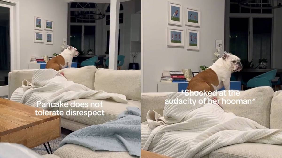 Dog Reacts Immediately to 'Disrespect' in Cute Video - DogTime
