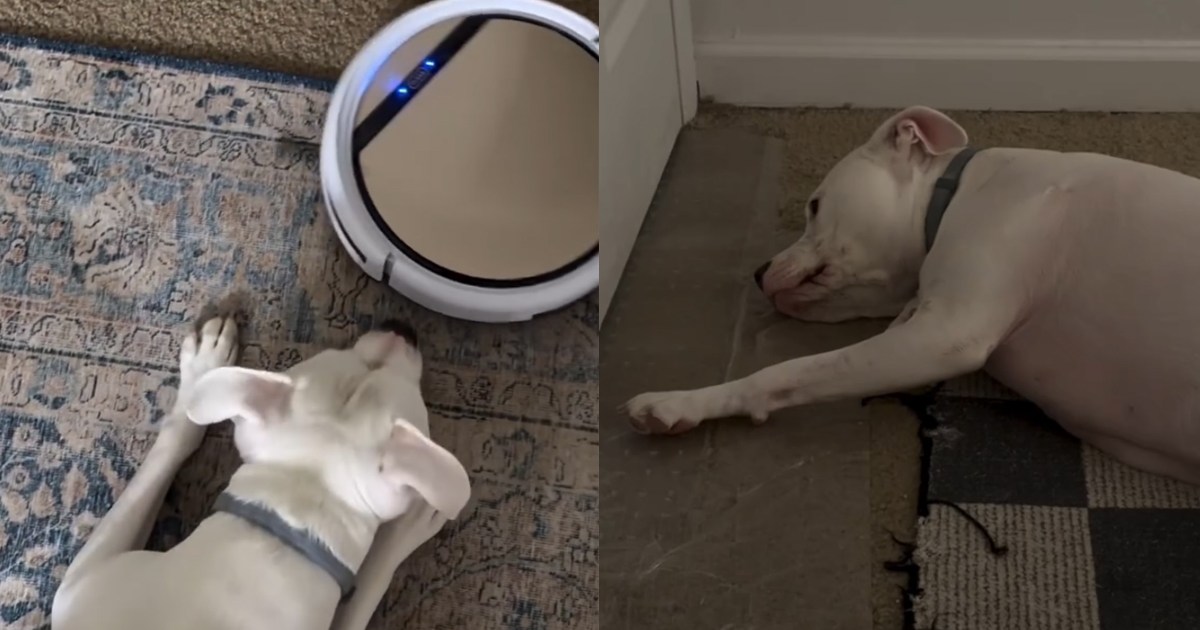 Video Documents Pit Bull's Reaction With & Without Robot Vacuum - DogTime