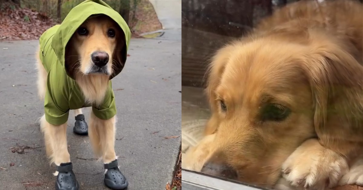 Video: Golden Retriever Gets Ready To Play on a Rainy Day - DogTime