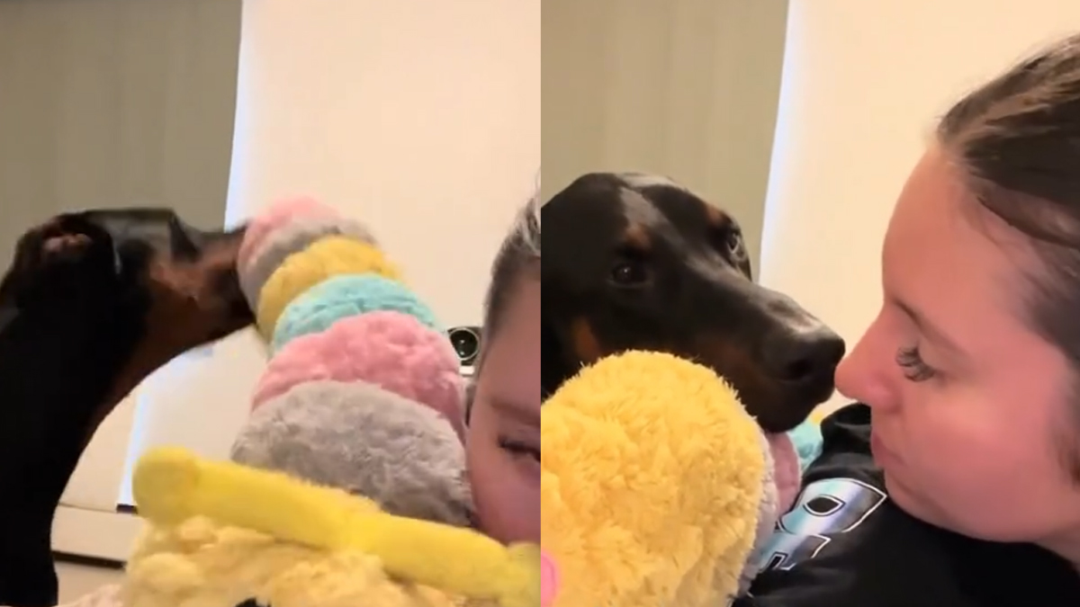 Video Shows Big Dog Tucking Owner In at Bedtime - DogTime