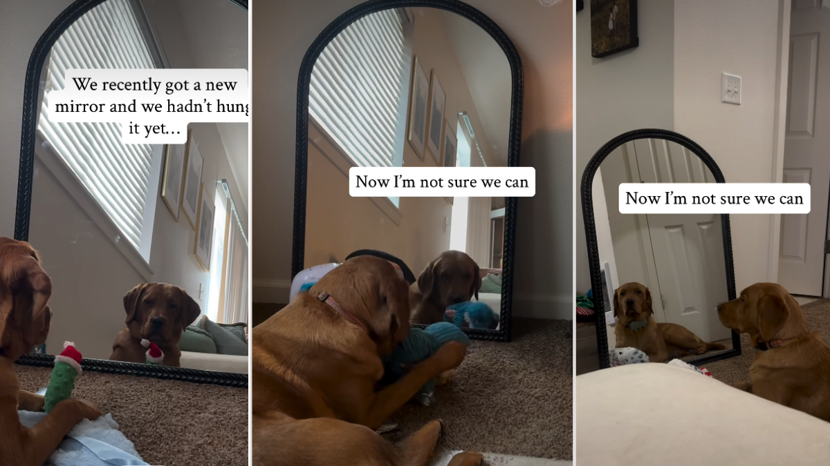 Owner Buys a Mirror for Decor but Dog Befriends It Instead - DogTime