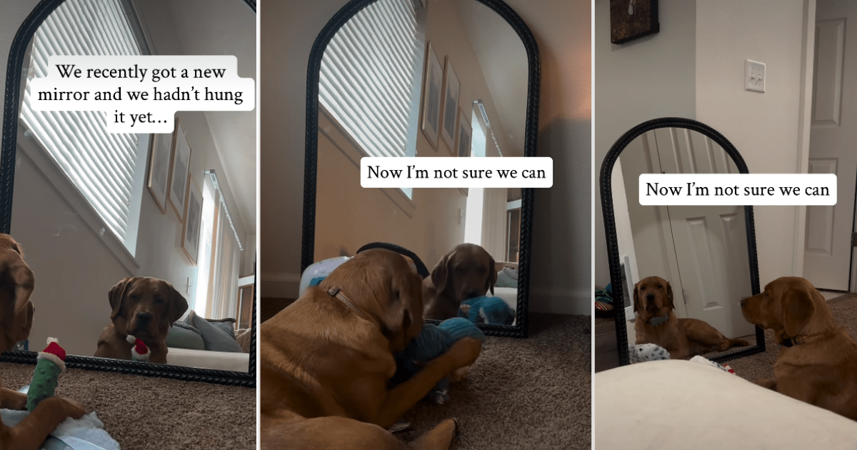 Owner Buys a Mirror for Decor but Dog Befriends It Instead - DogTime