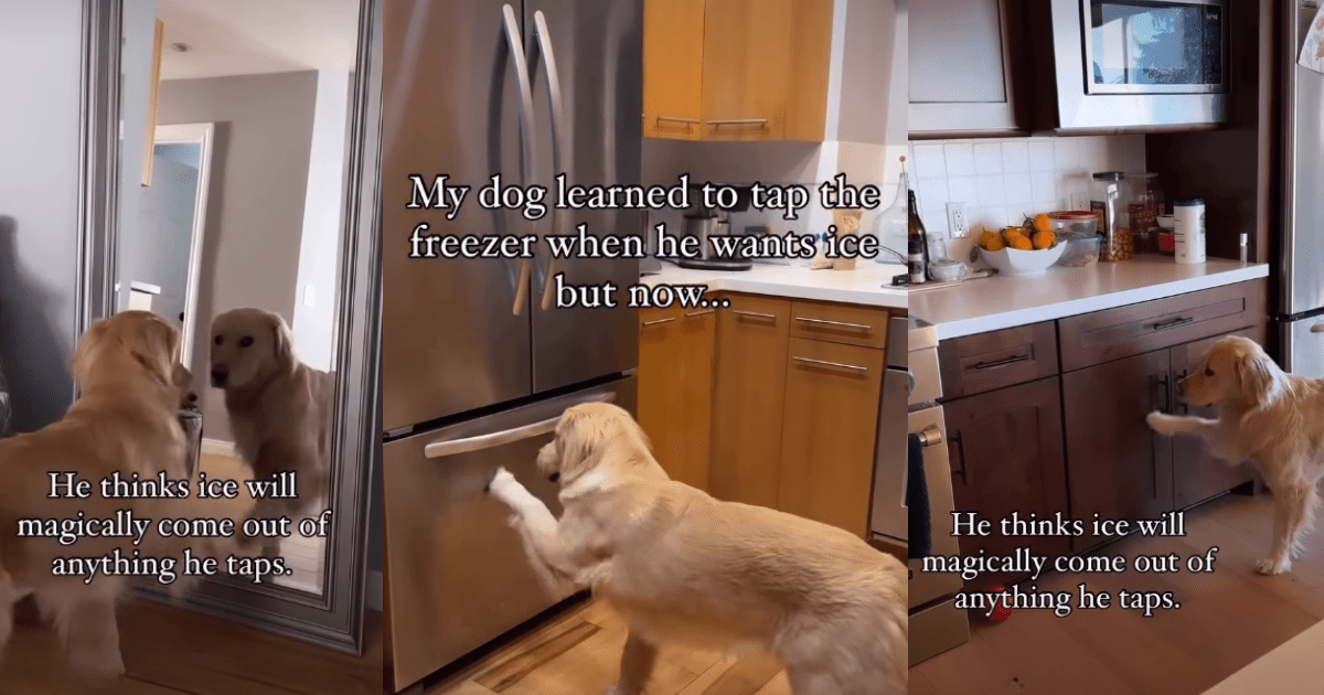 Video: Golden Retriever’s Ice Trick Takes an Unexpected Turn - DogTime
