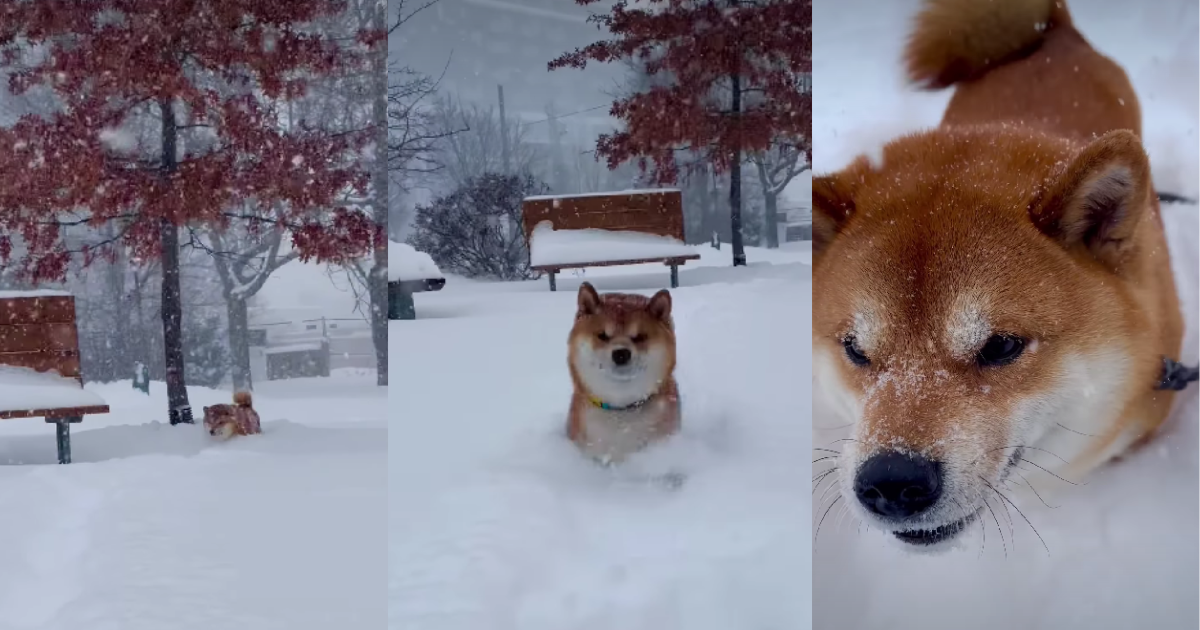 Video Shows What Happens When Snow Is Taller Than Dog's Legs - DogTime