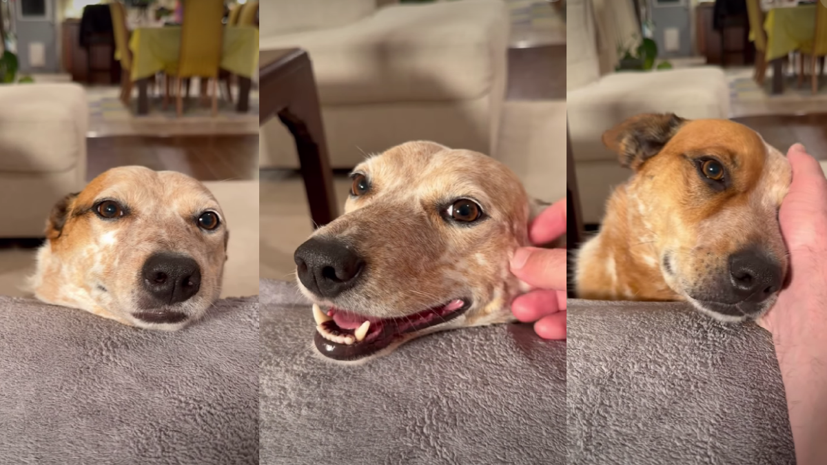 Video: Dogs Listening to Being Praised Is Everything - DogTime