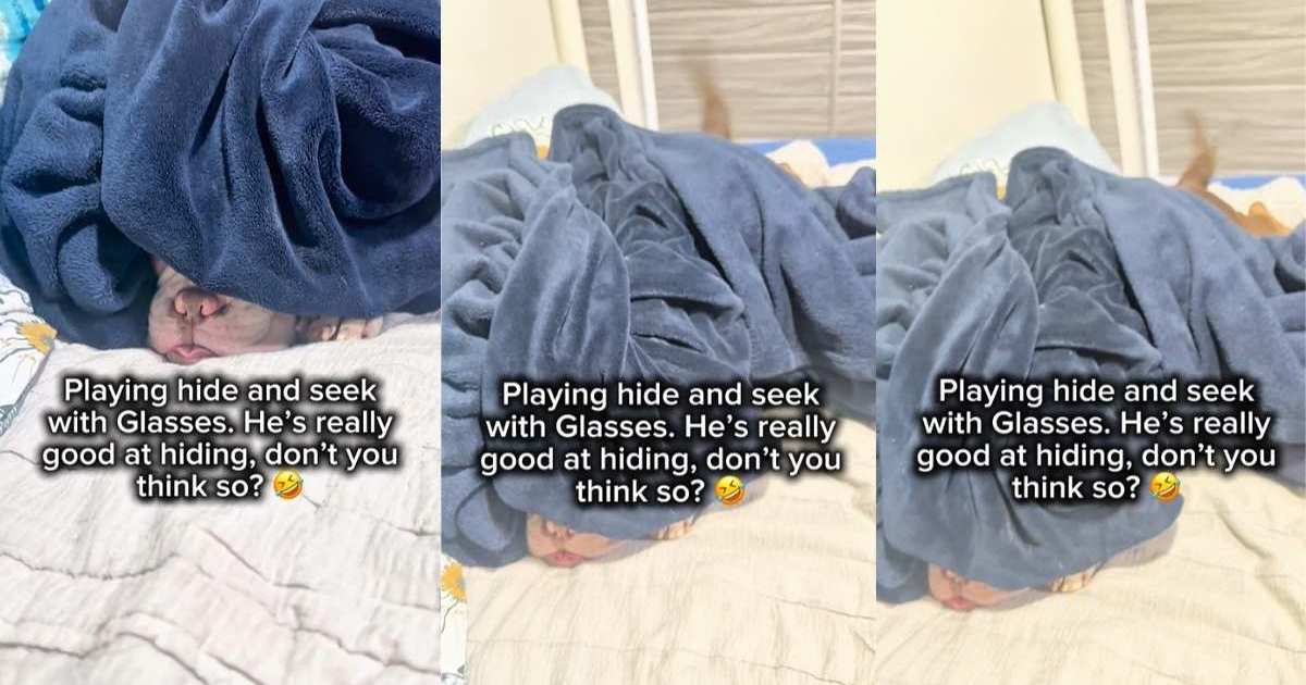 Video: Dog Reveals Hiding Spot During Hide-And-Seek by Doing This - DogTime