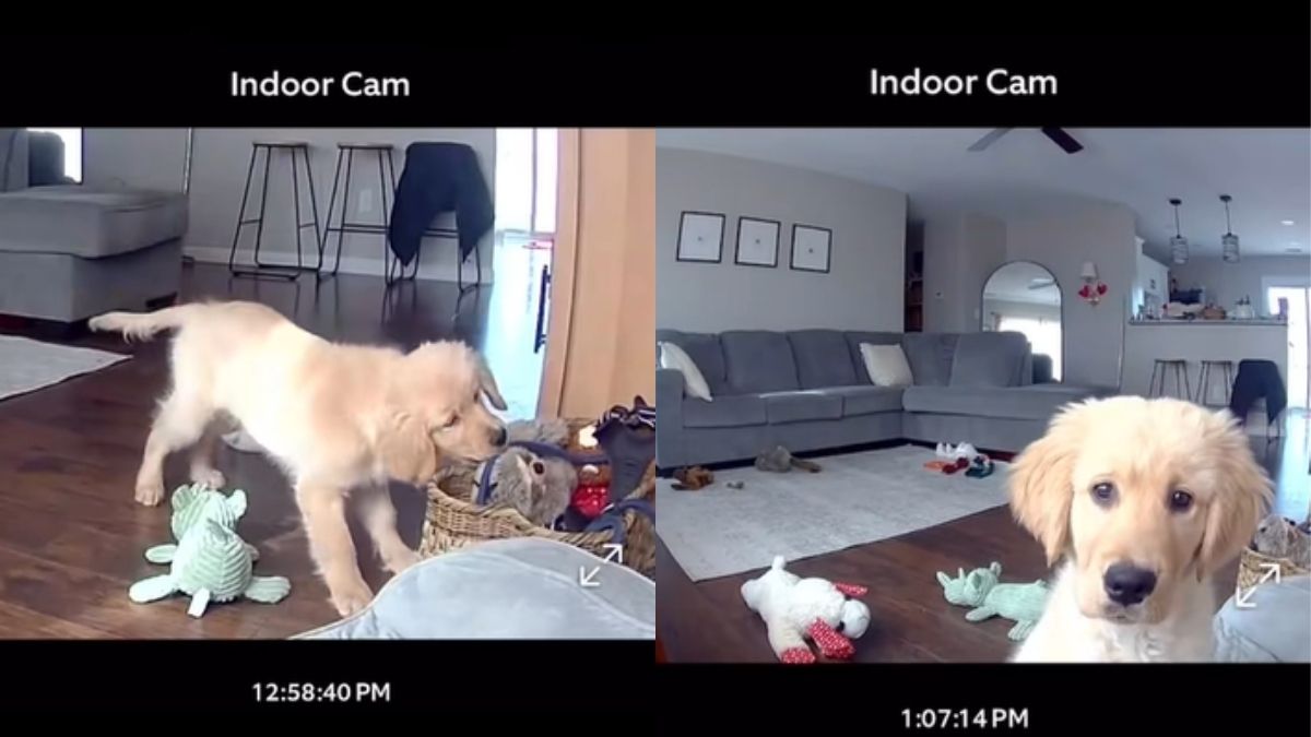 Indoor Cam Reveals Golden Retriever Puppy’s First Playtime Out of Crate ...