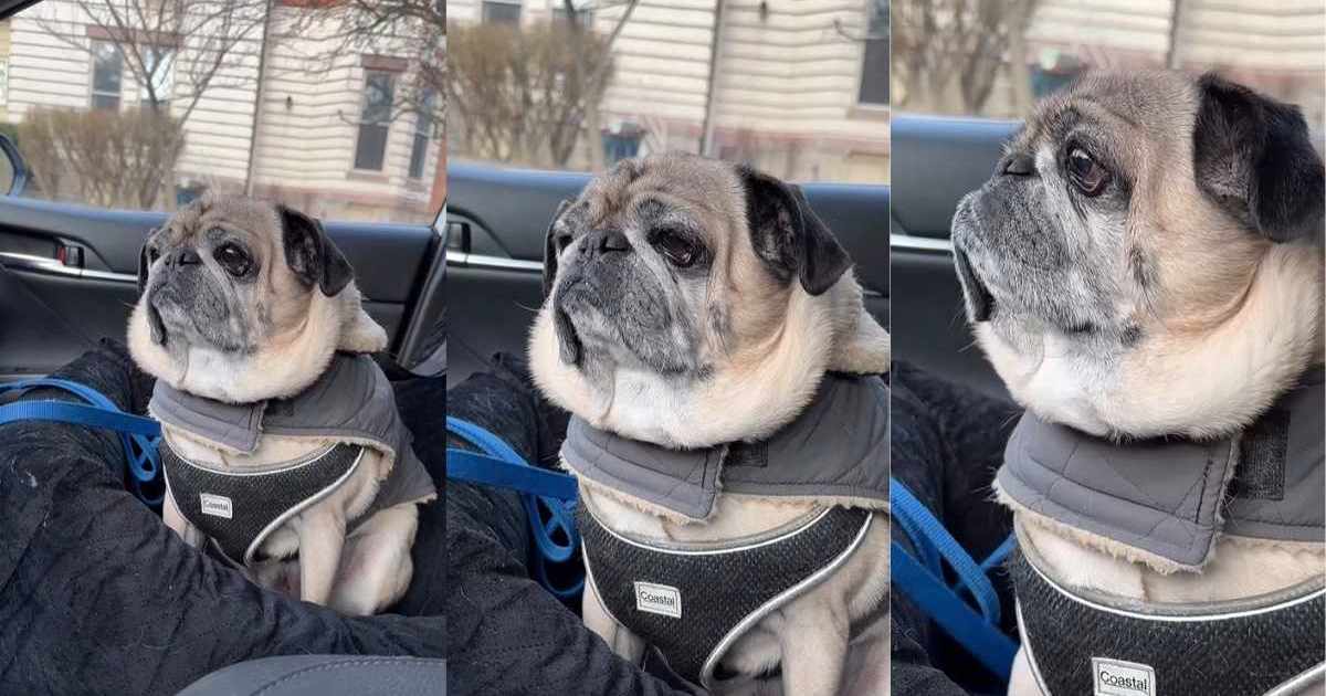 Video: Pug Is Not Ready To Forgive Owner for Laughing at Him - DogTime