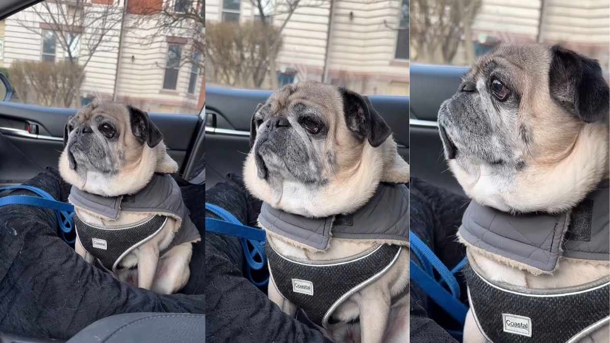 Video: Pug Is Not Ready To Forgive Owner for Laughing at Him - DogTime