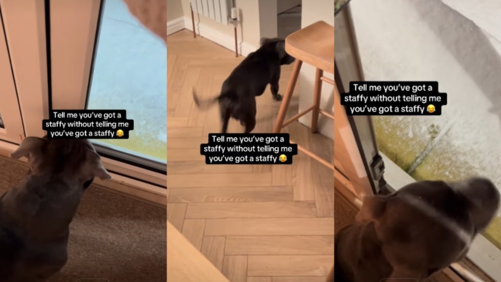 Dog Hits Reverse the Moment He Sees Snow in a Funny Video - DogTime