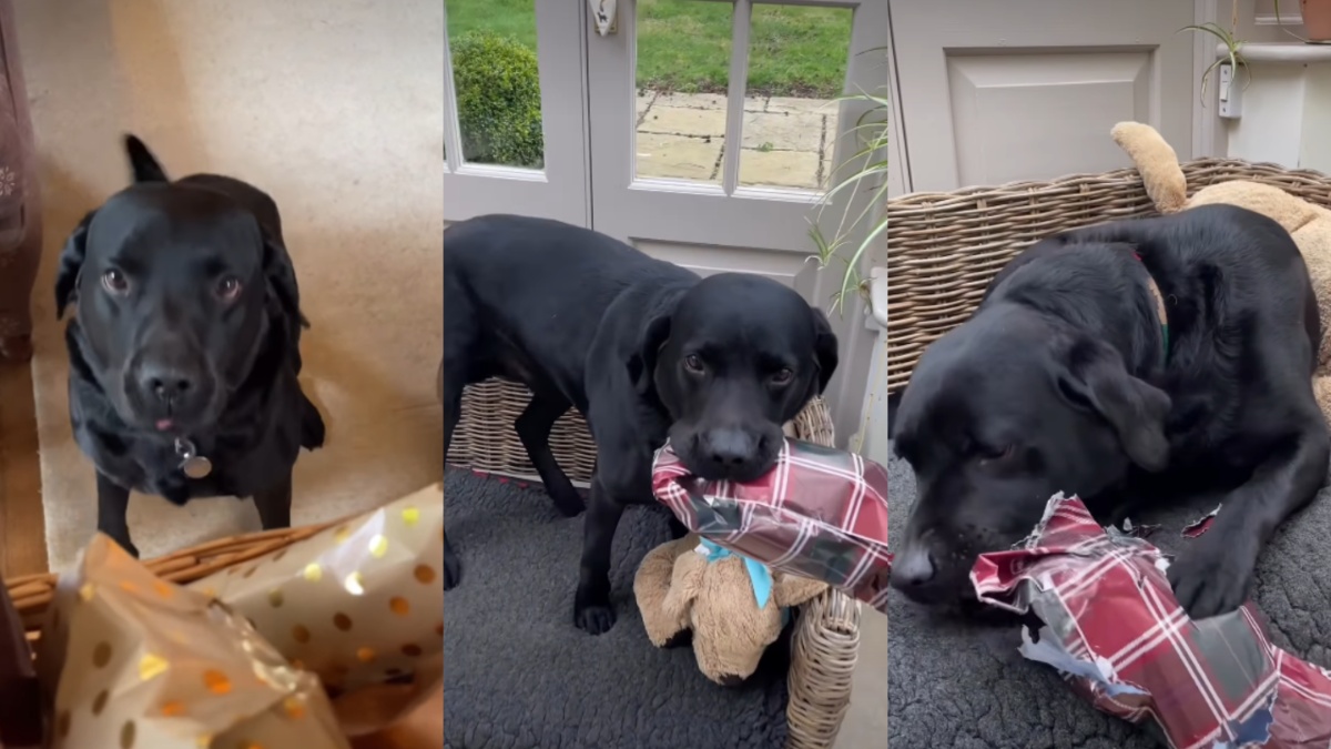 Video: Labrador Always Does a 'Careful Inspection' When a New Toy ...
