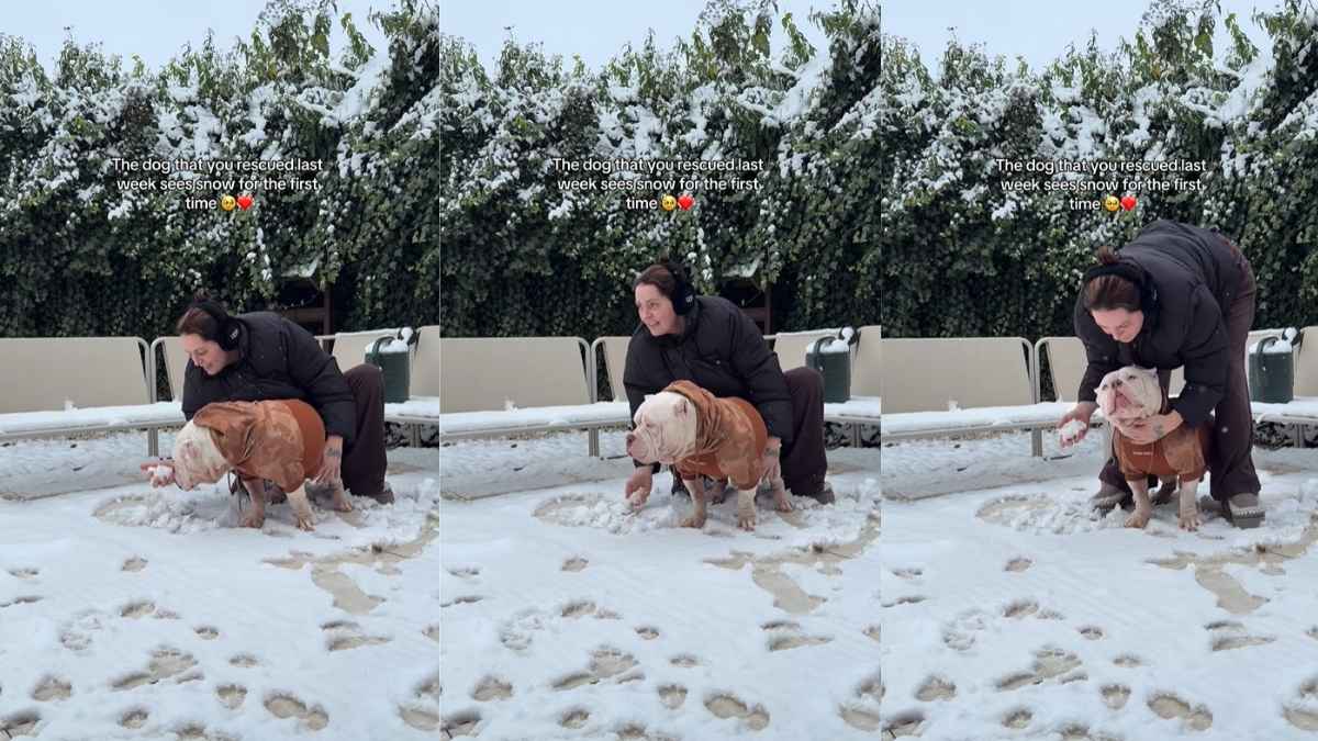 Video: Rescue Dog Reacts To Seeing Snow for the First Time - DogTime