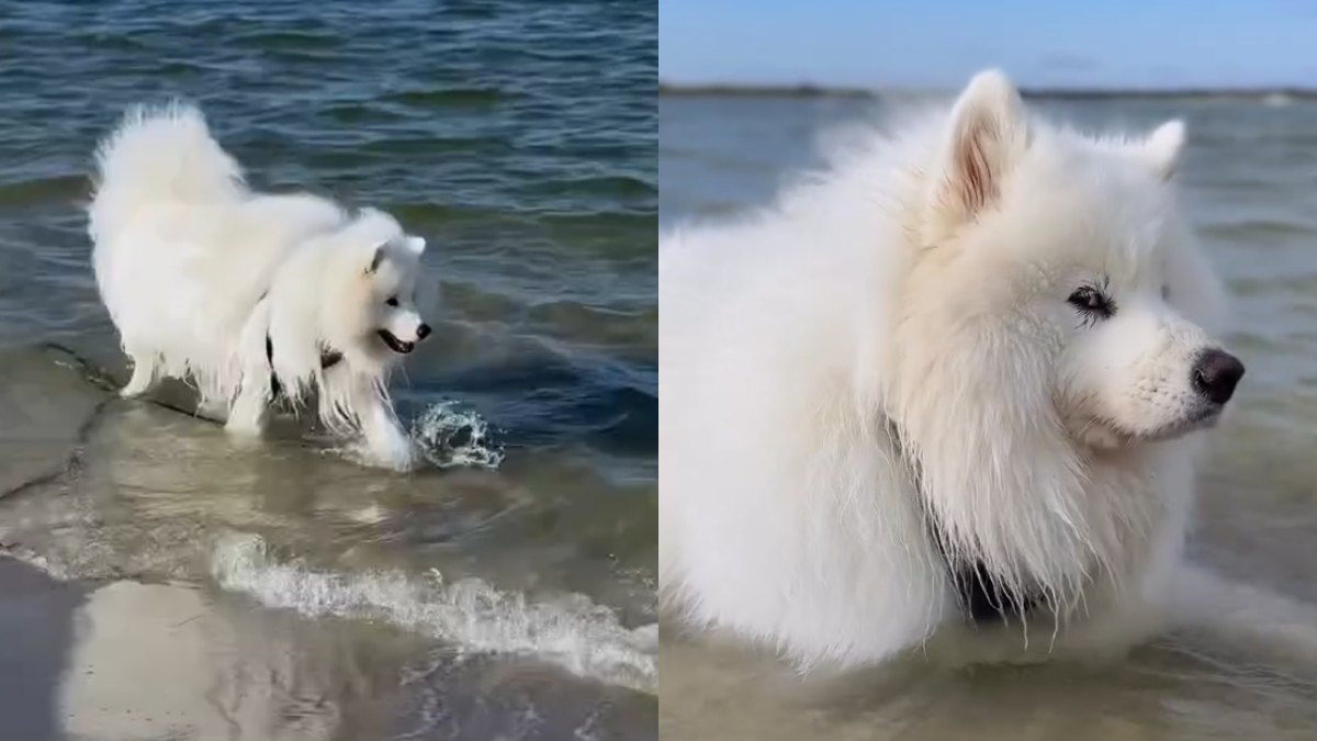 Video Proves If Samoyeds Have a Good Recall - DogTime