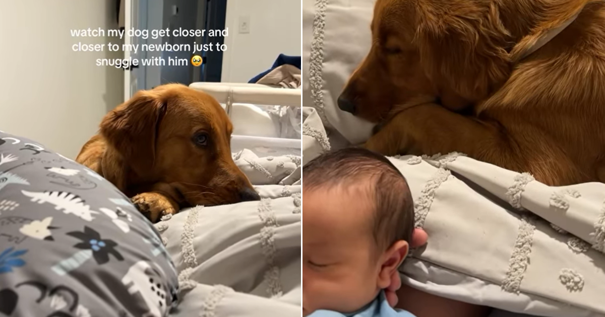 Golden Retriever Moves Closer to Cuddle Little Baby in Adorable Video ...