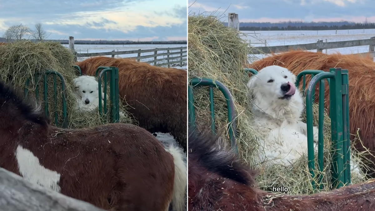 Dog Refuses to Leave 'Cozy' Bed in the Snow in Adorable Video - DogTime