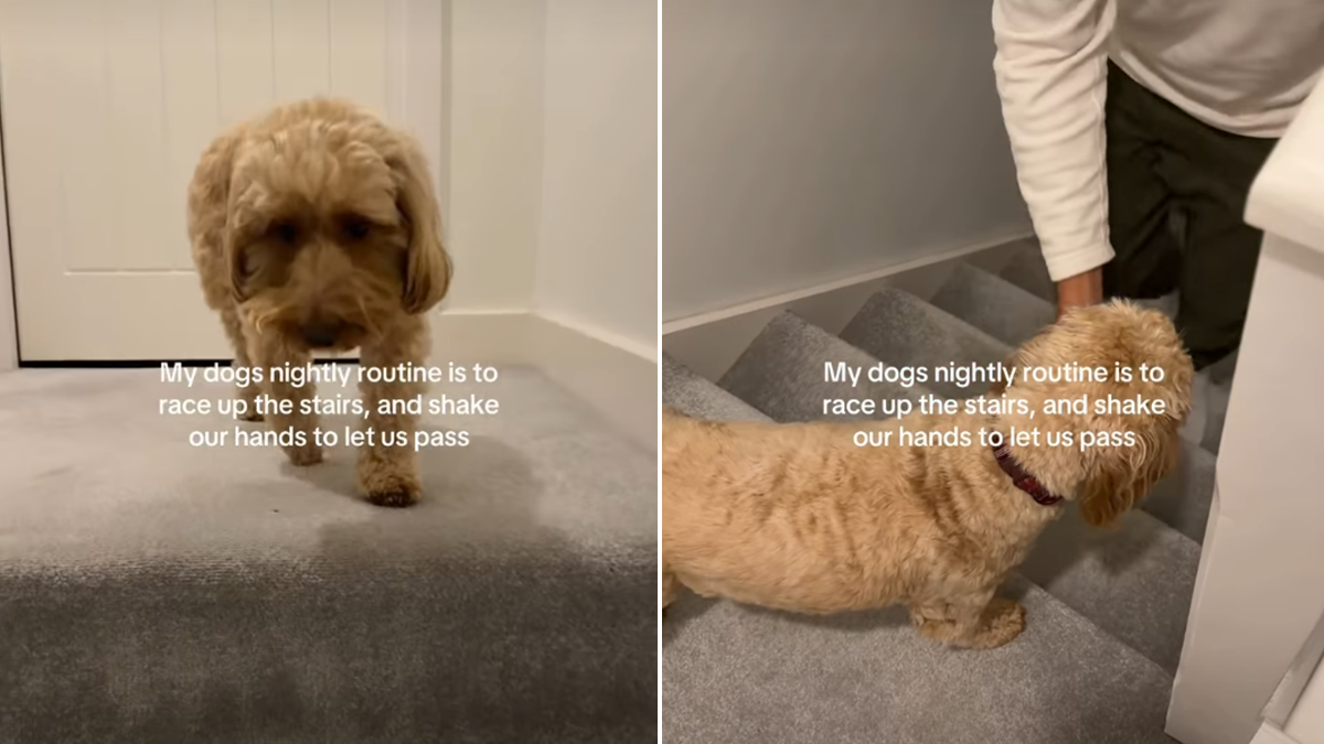 Video: Dog Won't Let Owner Pass Without a Paw Shake at Bedtime - DogTime