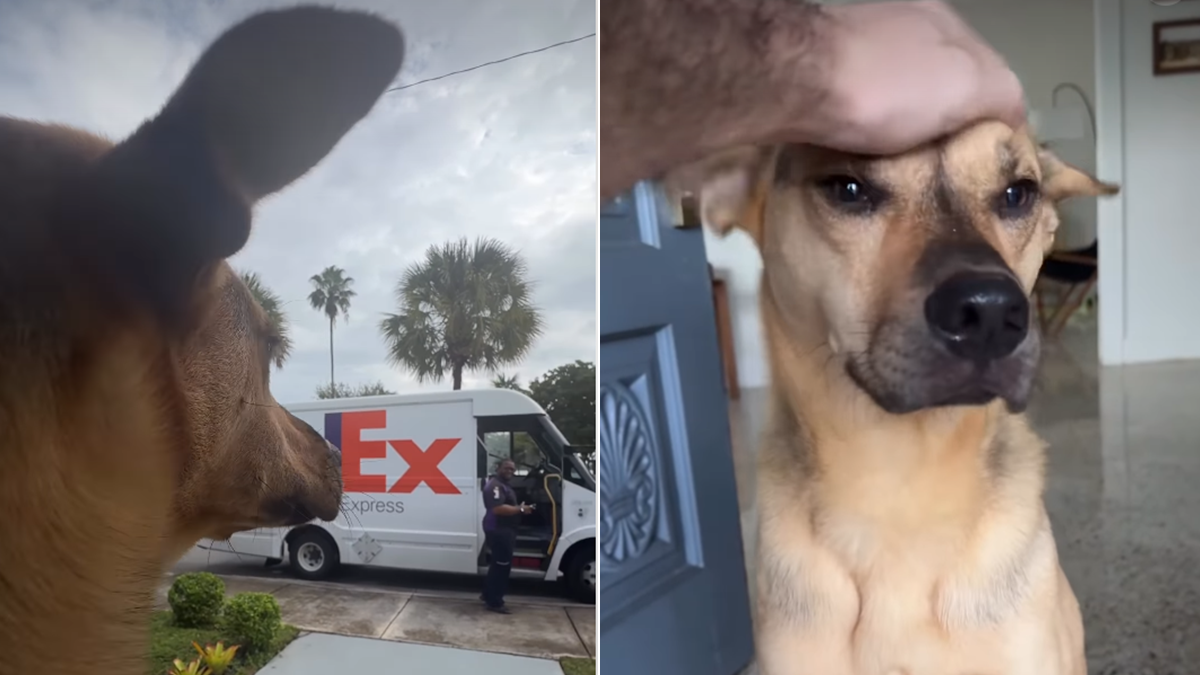 Video: Rescue Puppy's Meeting with a New Delivery Person Ends ...