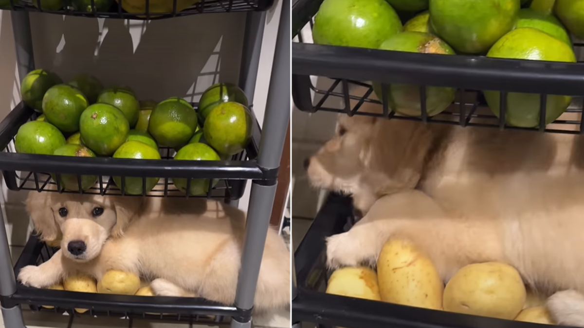 Golden Retriever Puppy Makes This Kitchen Storage Unit His Bed - DogTime