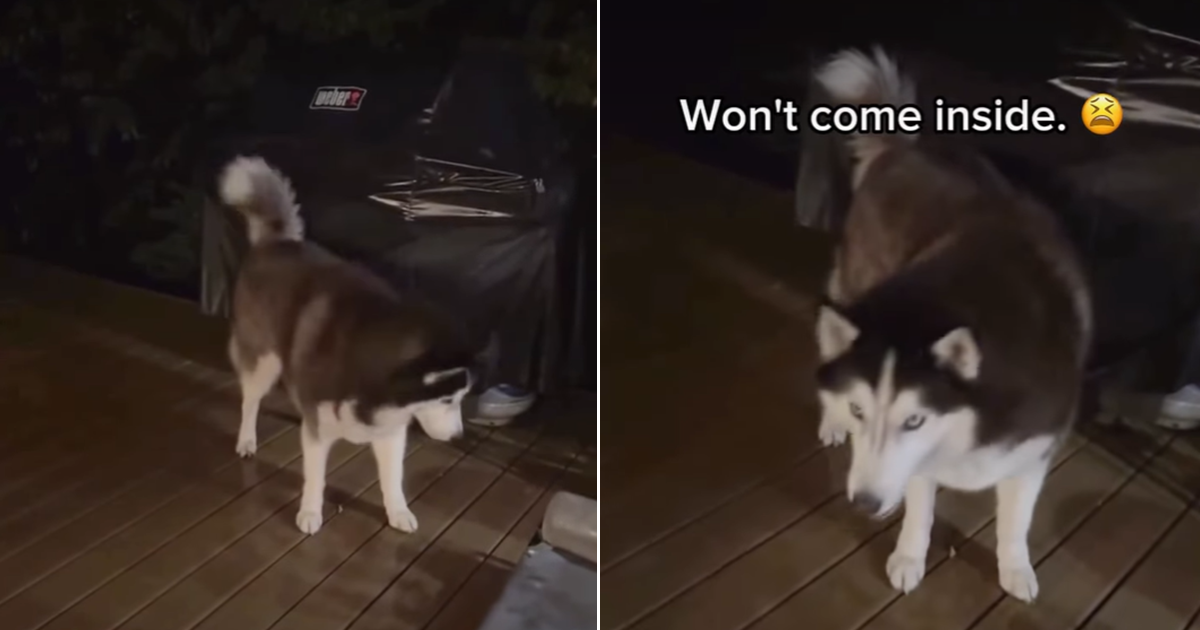 Husky Is Out in the Rain With Owner at Almost 4 AM for a Reason - DogTime