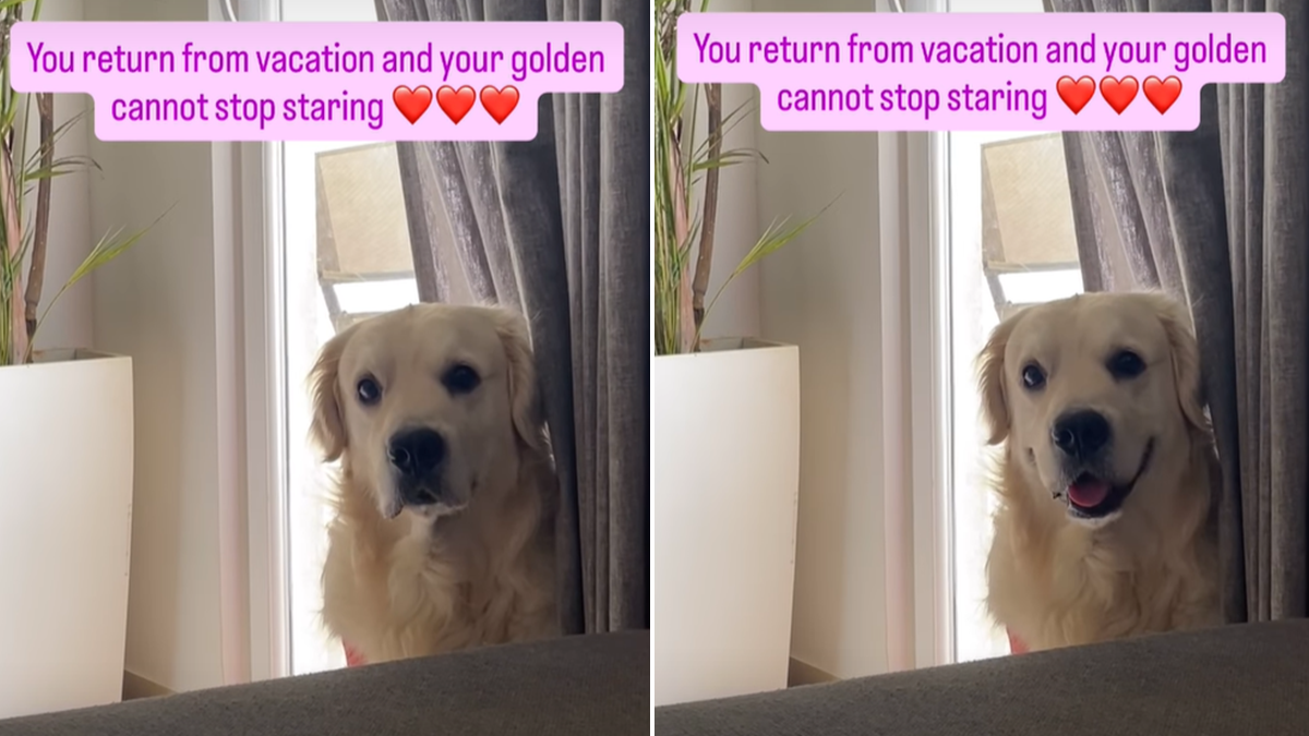 Video: Golden Retriever Can't Stop Staring at Owner After They Return ...