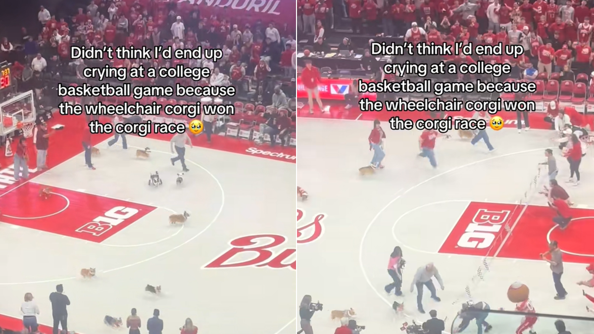Wheelchair Corgi Wins Friendly Dog Race in Viral Video - DogTime