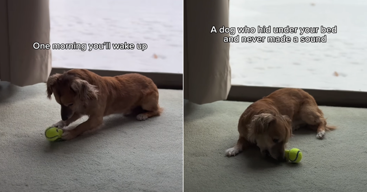 Video of a Rescue Dog Discovering the Joy of Being a Dog Is Everything ...