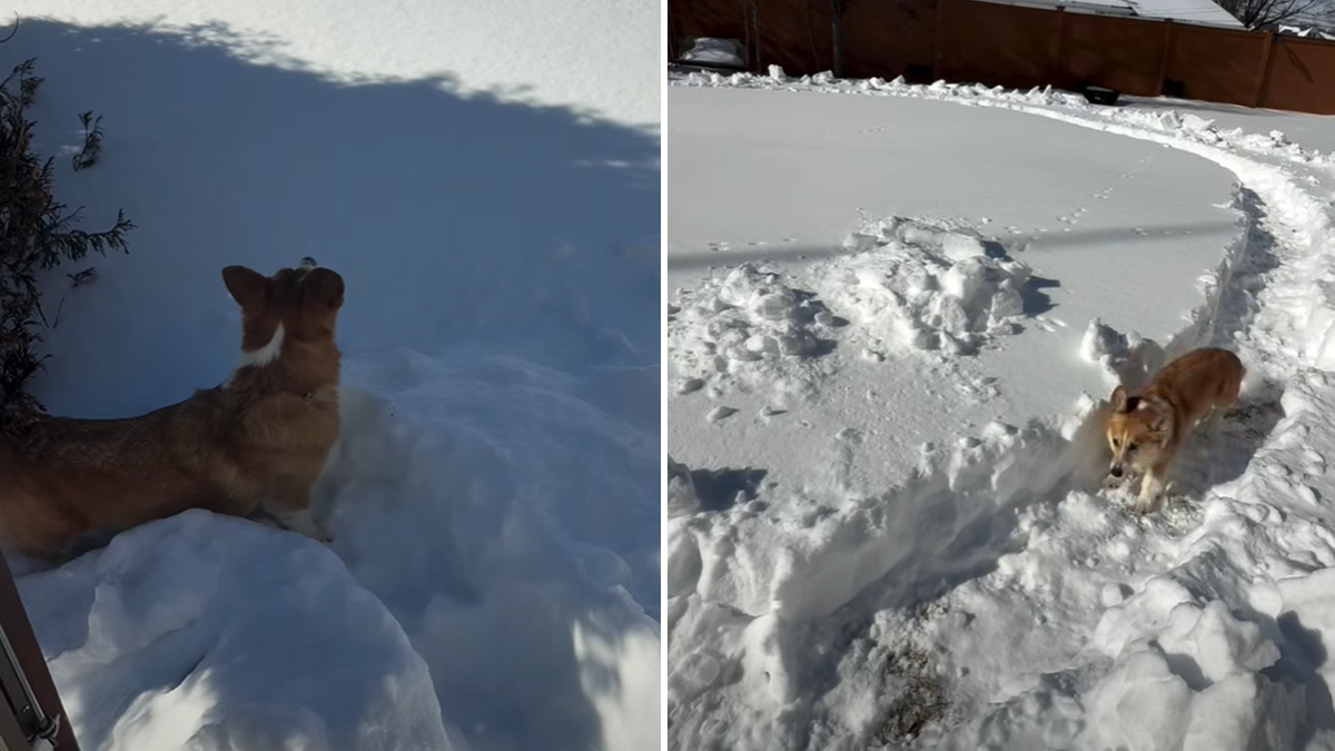 Video: Dog Goes From No Zoomies in Snow to Full Zoomies - DogTime