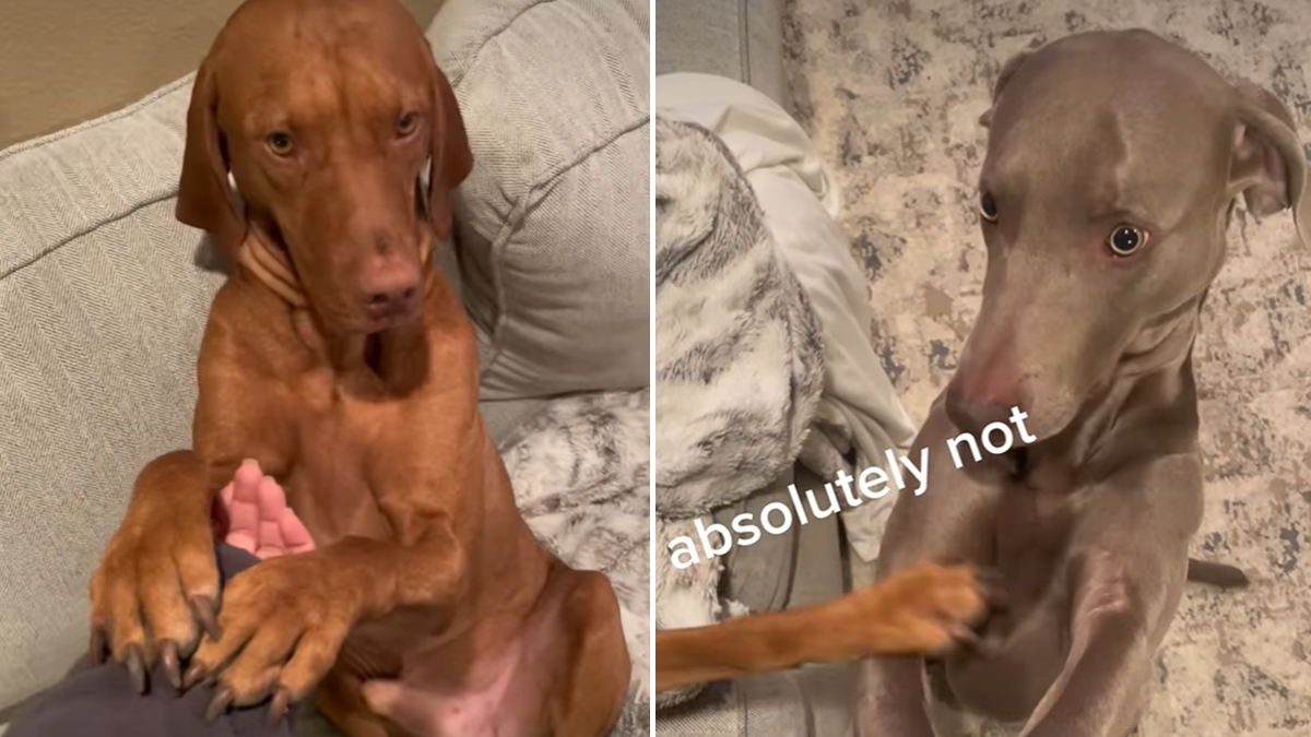 Hilarious Video Shows Dogs Exhibiting Peak Sibling Behavior - DogTime