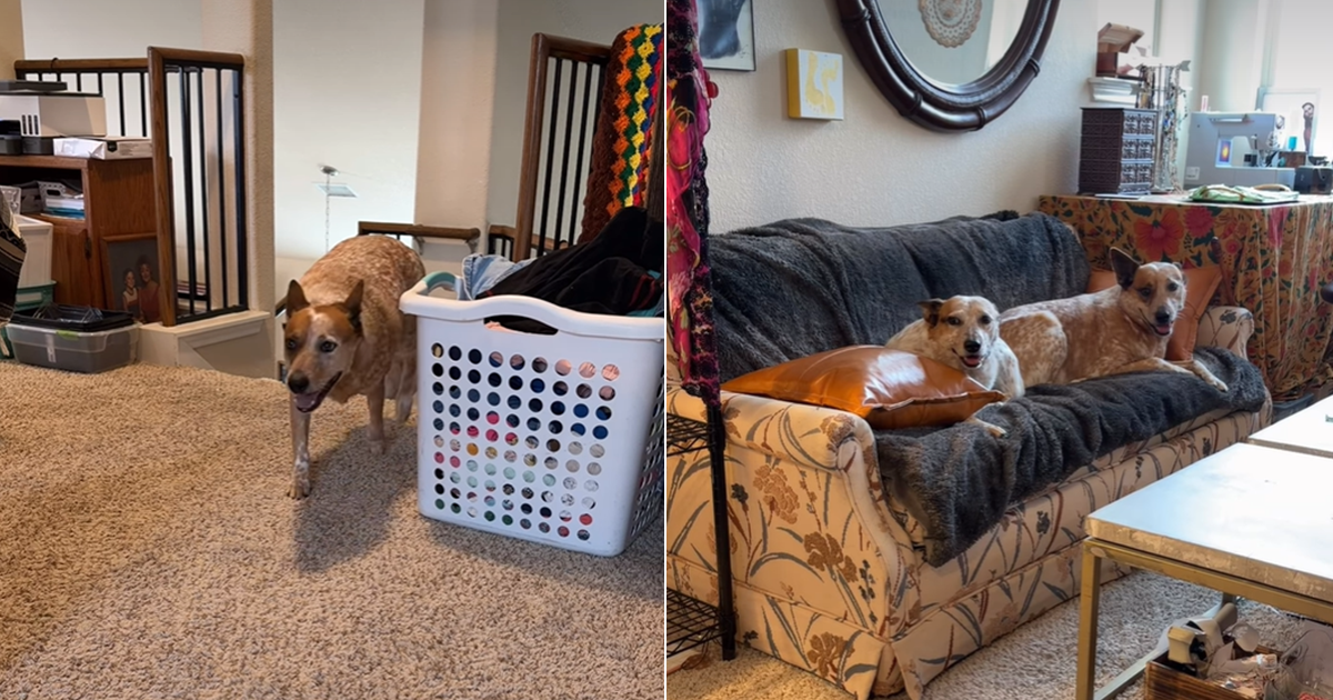 Video of Dogs Reacting to the Idea of Spending Time With Mom - DogTime