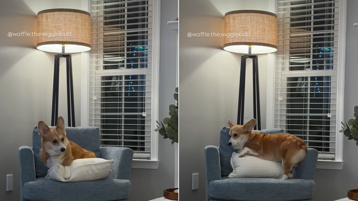 Video Shows Why Dog Has a Hard Time Getting Comfy on Chairs - DogTime