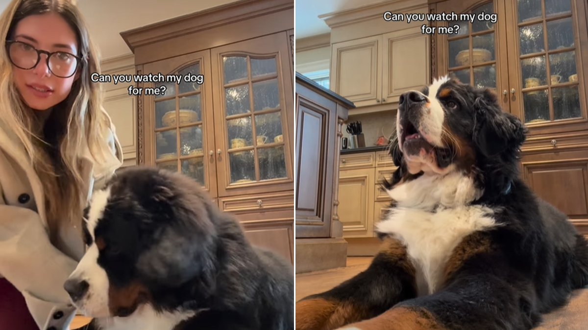 Video: Dog Does This After Mom Leaves Him Alone With the Camera On ...